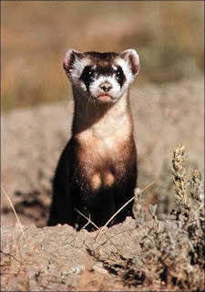The Green Planet: Black-footed Ferret (Mustela nigripes)