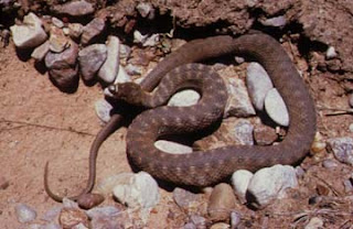 The Green Planet: Concho Water Snake (Nerodia paucimaculata)