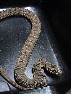 The Green Planet: Concho Water Snake (Nerodia paucimaculata)