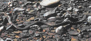 The Green Planet: Concho Water Snake (Nerodia paucimaculata)