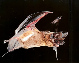 The Green Planet: Big Free-Tailed Bat (Nyctinomops macrotis)