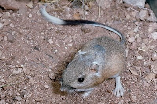 The Green Planet: Banner-tailed Kangaroo Rat (Dipodomys spectabilis ...