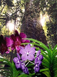 LASSANA SRI LANKA ( Paradise Island of Indian Ocean): sinharaja Rain Forest
