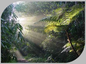 LASSANA SRI LANKA ( Paradise Island of Indian Ocean): sinharaja Rain Forest