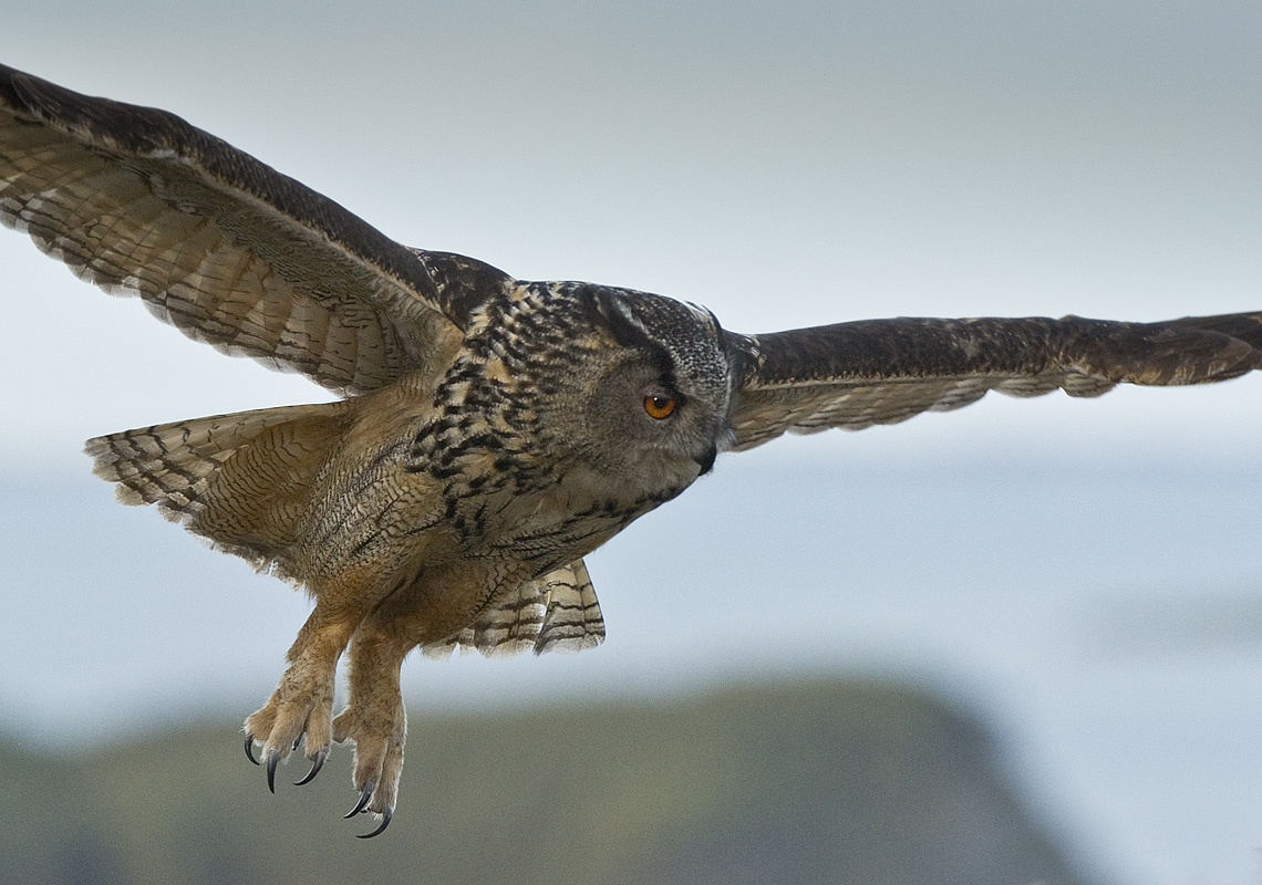 Bjørn Einrem`s blogg: Hubro