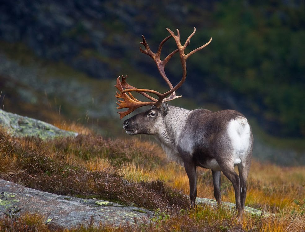 Bjørn Einrem`s blogg: Reinsdyr i brunst