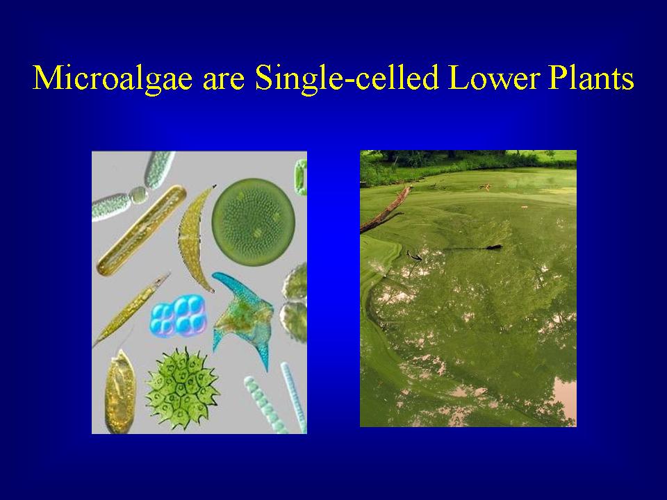 Gordon Bin Zhao: Utilization of Microalgae for Biofuels Production