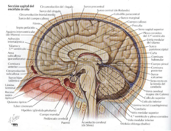 Neuroanatomia
