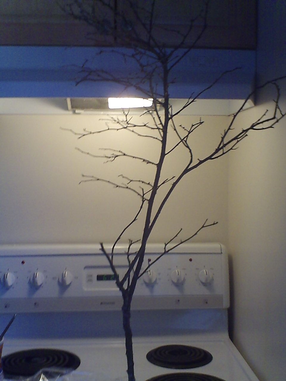 bentspac: Witch Tree Tutorial