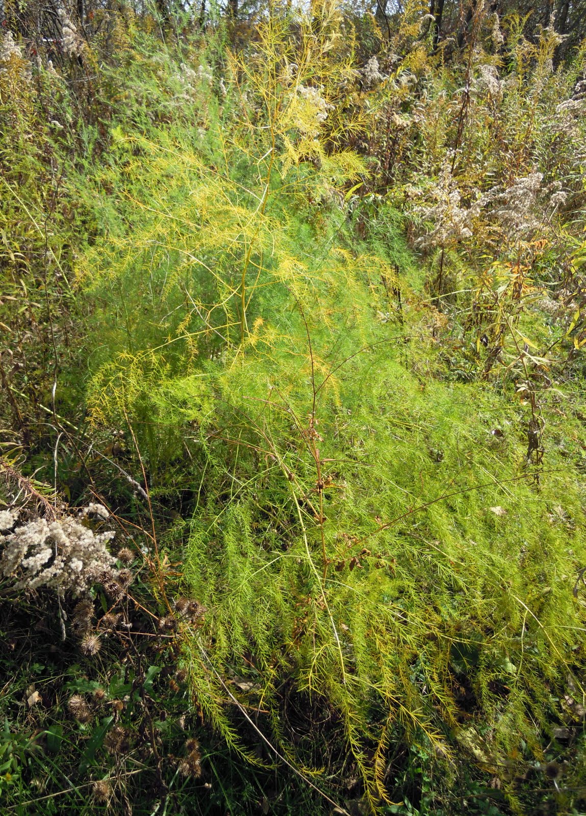 The Inconsequential Blogger: Stalking the wild asparagus - plus ...