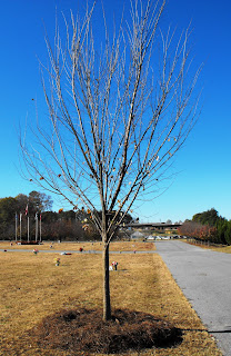 The Princeton American Elm: Princeton American Elms from Around the ...