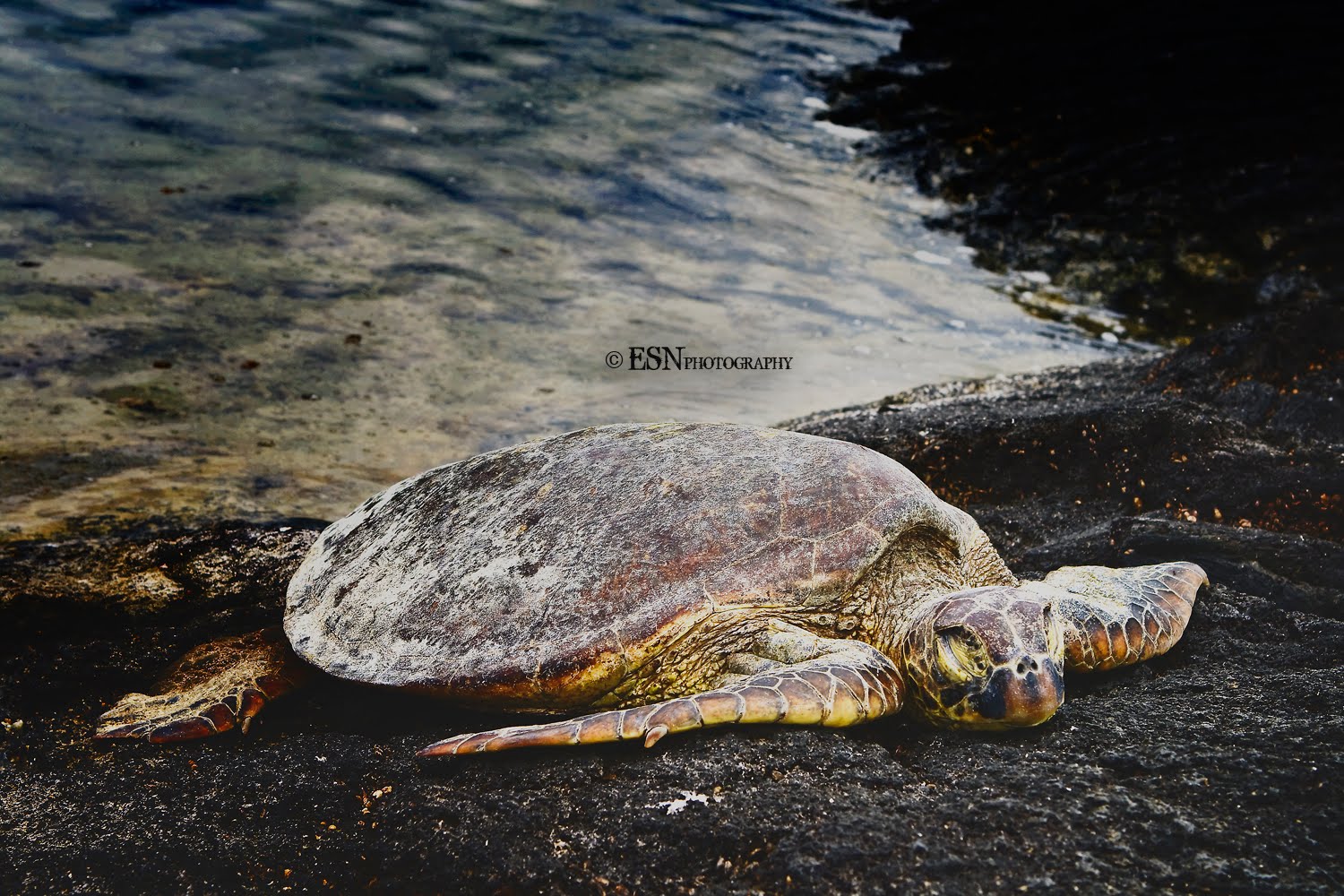 emmanuela sanchez noack - photography: Hawaii sleeping Turtle
