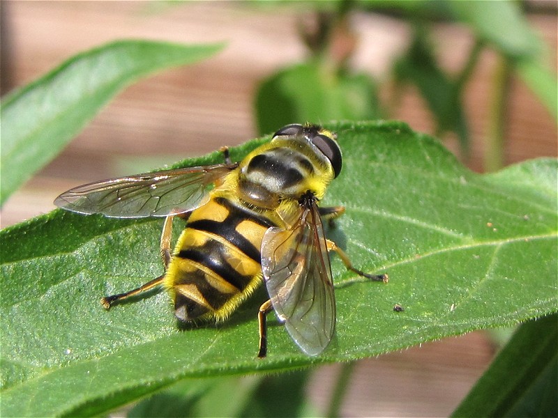 The Natural Stone: More garden insects