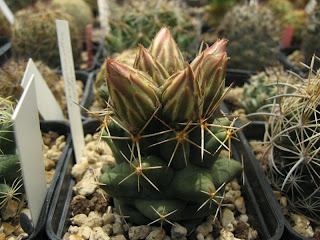 Coryphantha: Coryphantha robustispina ssp.scheeri