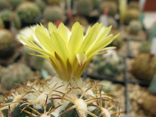Coryphantha: Coryphantha retusa