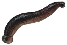 naturaleza: animales invertebrados