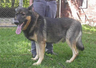 Huurhun Dog :D: German Shepherd ANGILAL 2