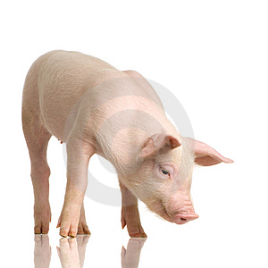 nutrimentos purina: CERDOS