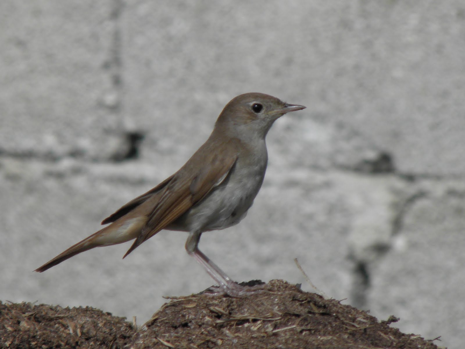 Πουλια της Ηπειρου / Epirus Birds - stylianos kanakaris: Αηδονι ...