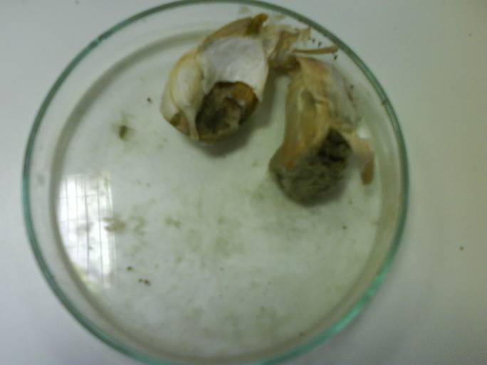 Ciencia Medica y odontologica: Morfologia de Hongos Penicillium y ...