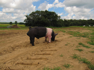 NSR Fieldview: hamp boar
