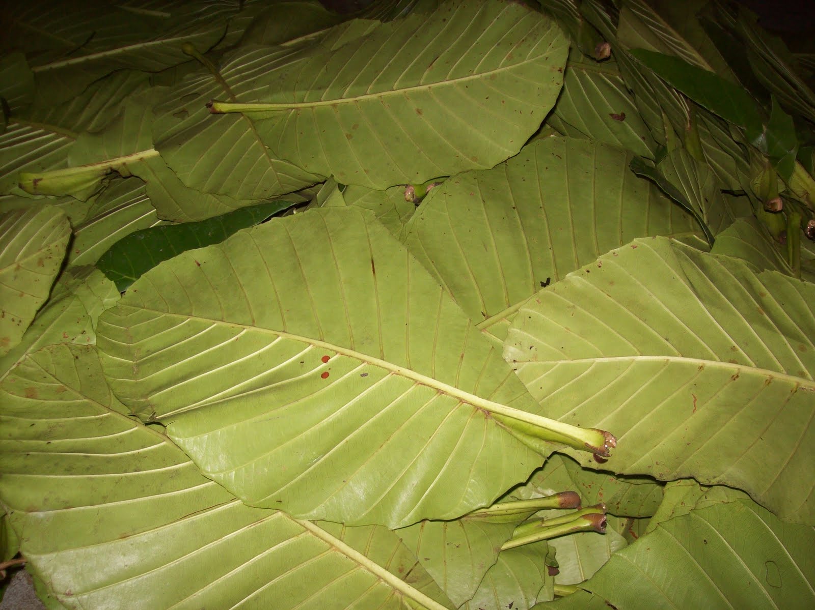 HASHIM TEMPE's: Daun tempe