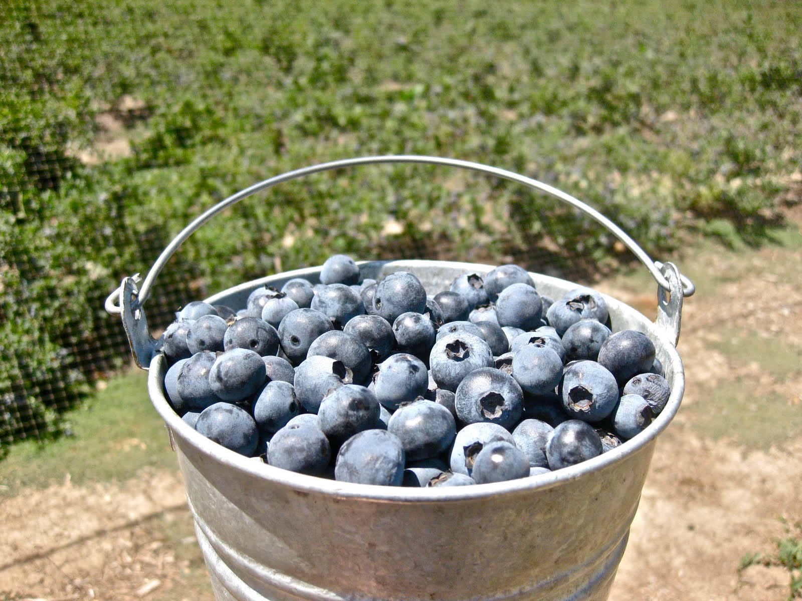 Men Who Like to Cook - David Latt: Grab a Bucket! Blueberries are in ...