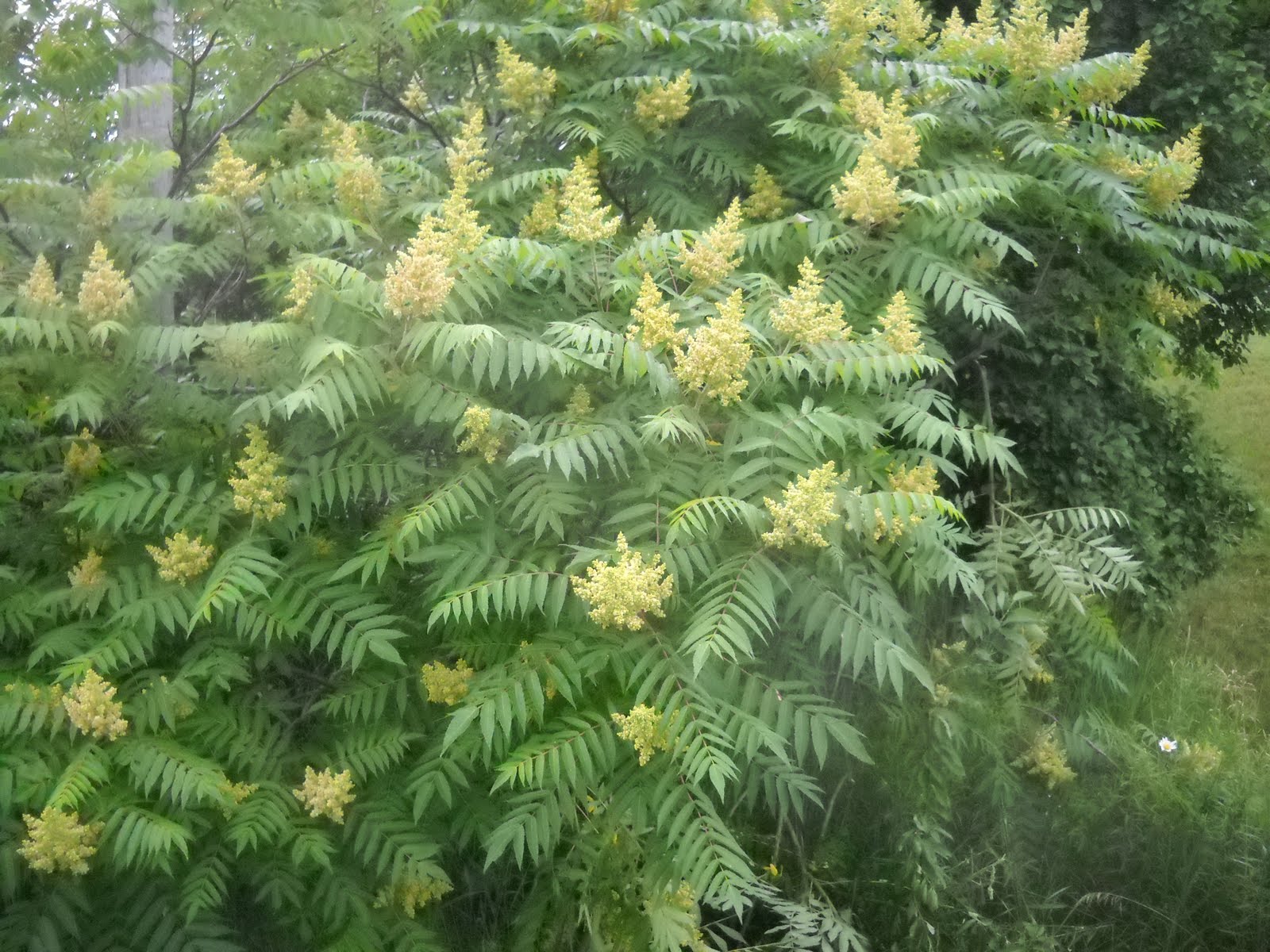 Art's Bayfield Almanac: 7/01/10 SUMAC