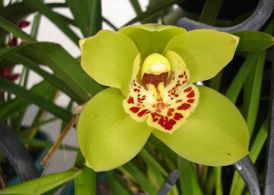 O Canteiro da Mimi: Orquidea Cymbidium Verde