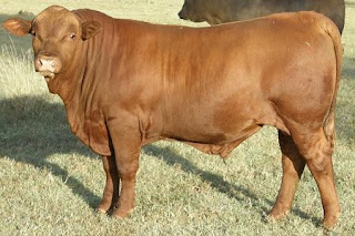 Silverleigh Senepol Cattle Stud