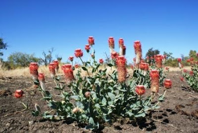 Gallivantour: Hughenden Qld
