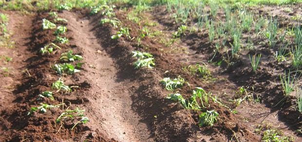 organic farming: healing the Rift: April 2010