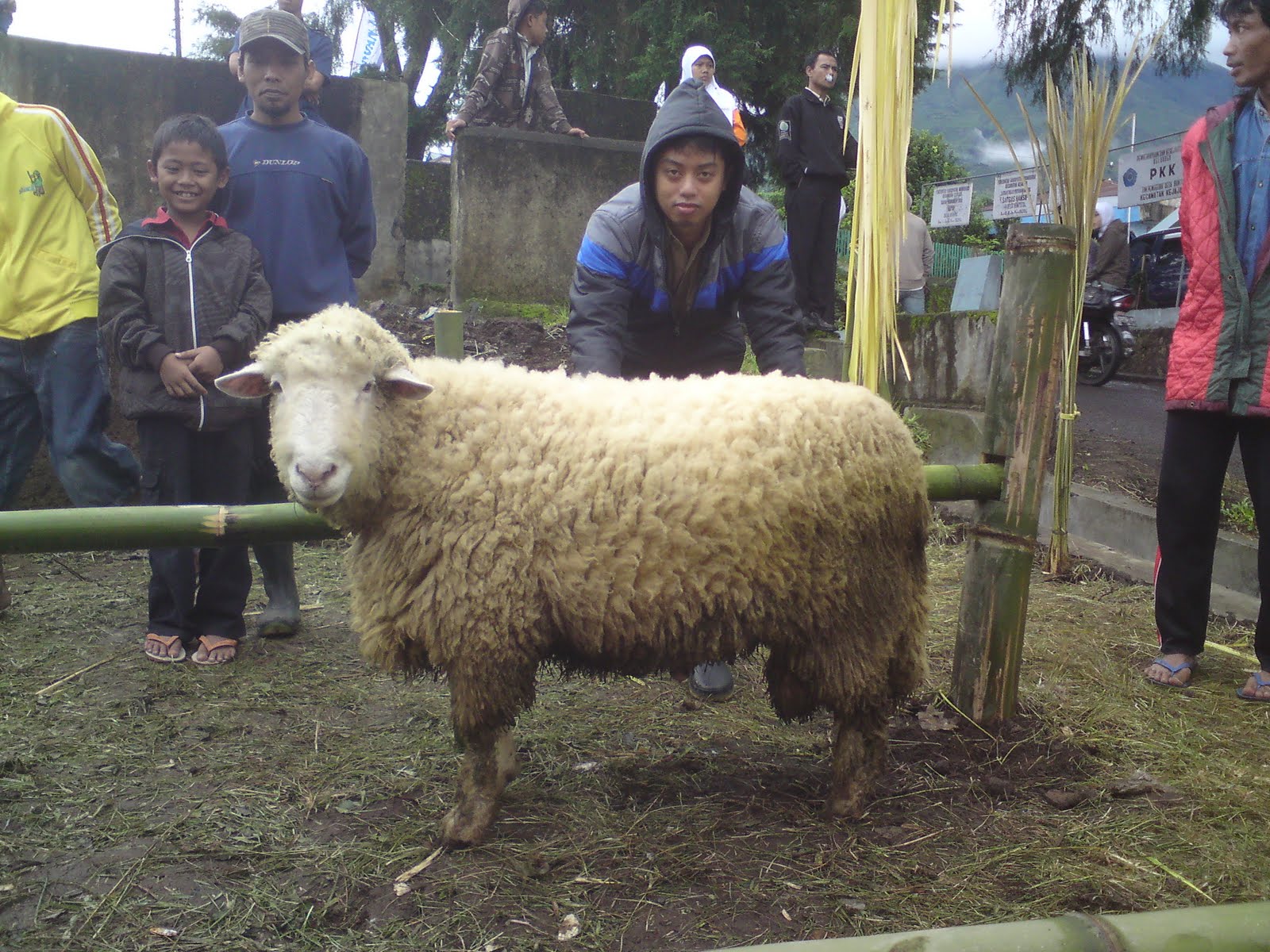 matahati: Domba Batur