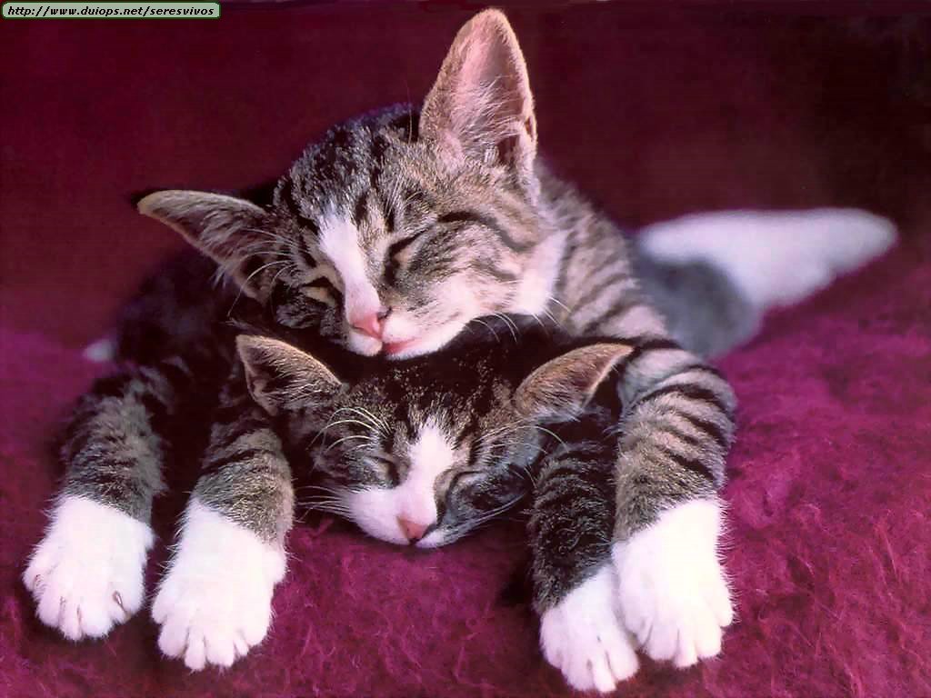 Gatitos tiernos durmiendo - Imagui