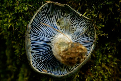 la canasta del baobab: # El Hongo del Valle