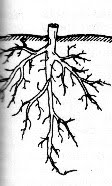 Anatomia e Morfologia Vegetal: RAIZ