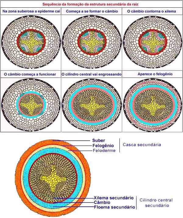 Anatomia e Morfologia Vegetal: RAIZ