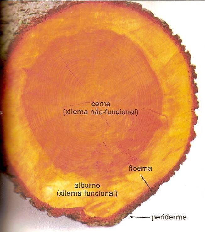 Anatomia e Morfologia Vegetal: CAULE