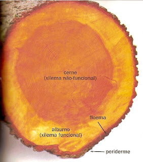 Anatomia e Morfologia Vegetal: CAULE