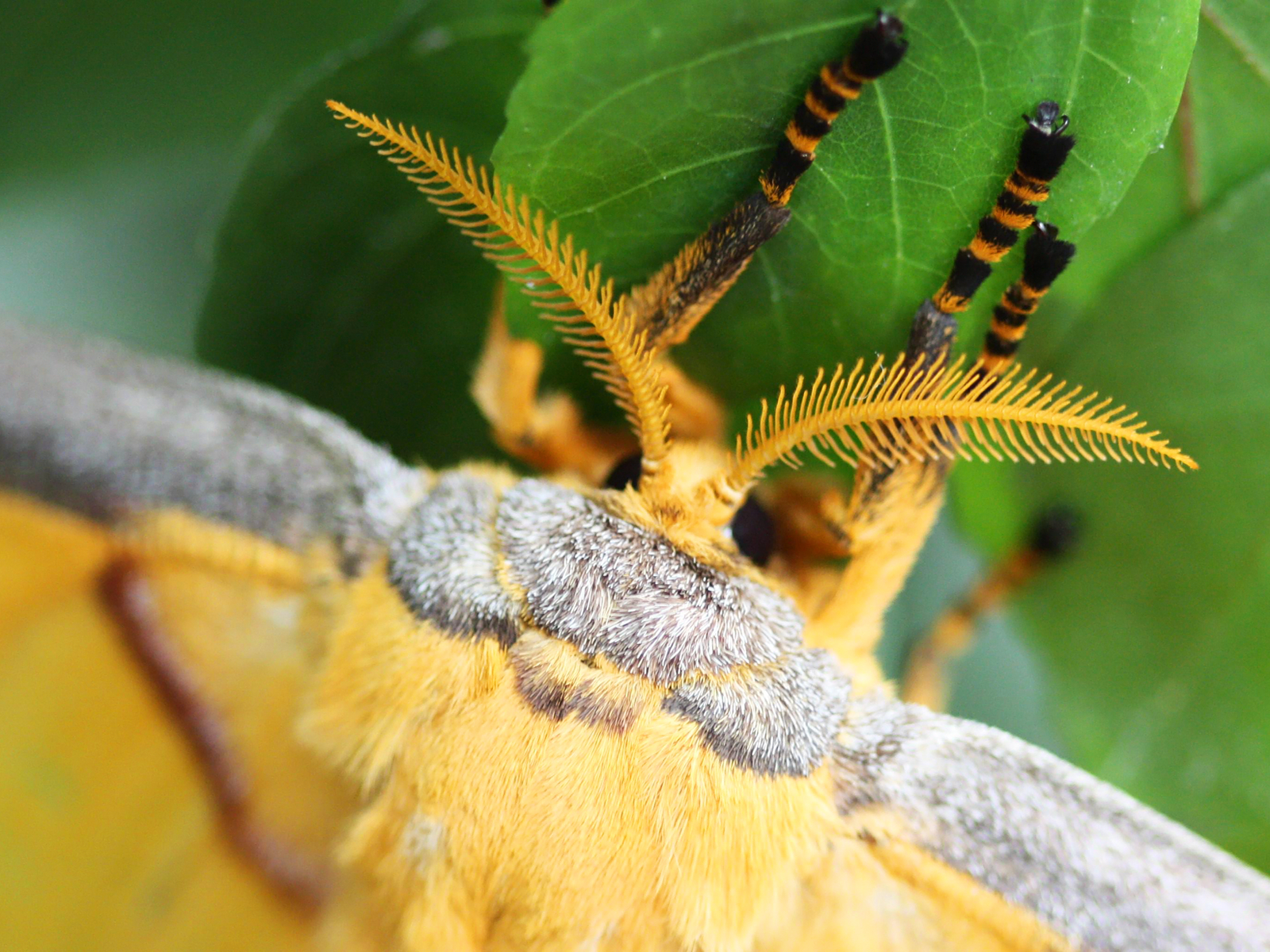 Moth Antennae wallpaper, Recycled grease for fuel | tangledwing