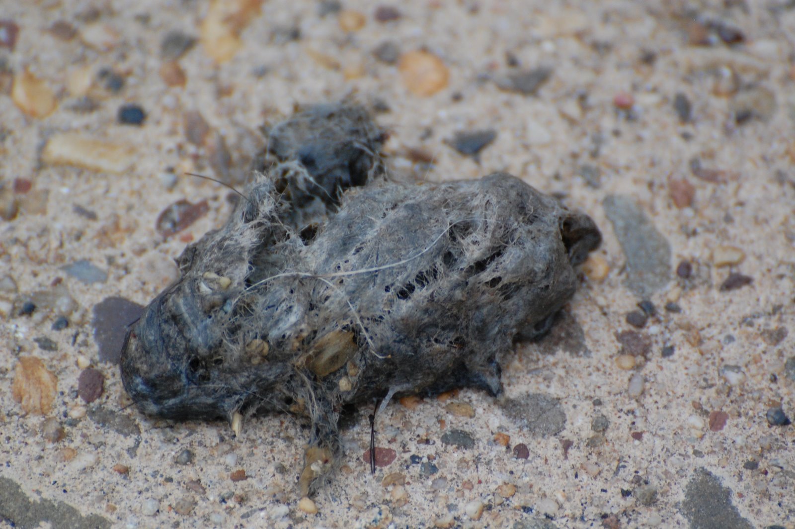 Hawkwatch at the Franklin Institute: Castings - a more palatable body ...