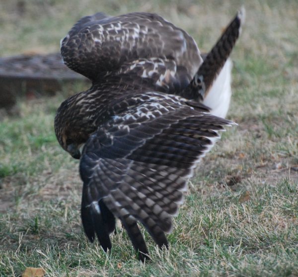 Hawkwatch at the Franklin Institute: City hawks in city spots