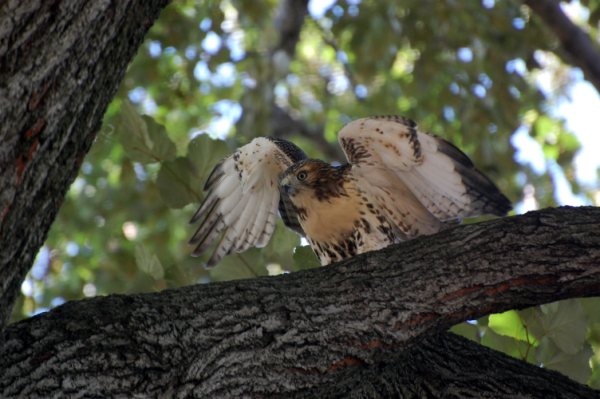 Hawkwatch at the Franklin Institute: Catching up with the eyasses