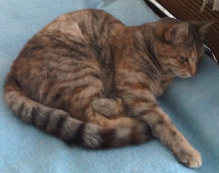 No Middle Initial: polyamory (a cat on the side)