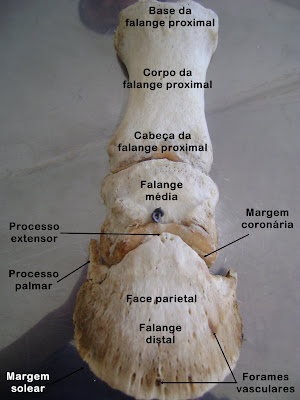 Medicina Veterinária: osso do corpo,metecorpo e falange de equiino