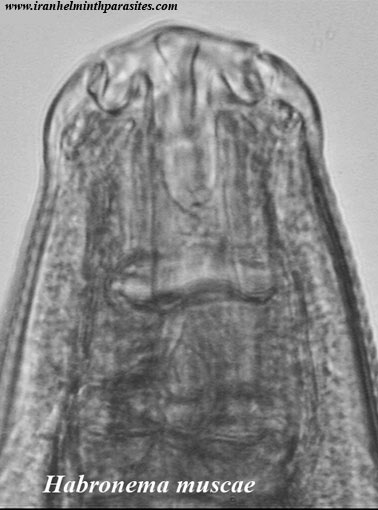 Center Vet: Habronemose cutânea em equinos (esponja ou feridas de verão)