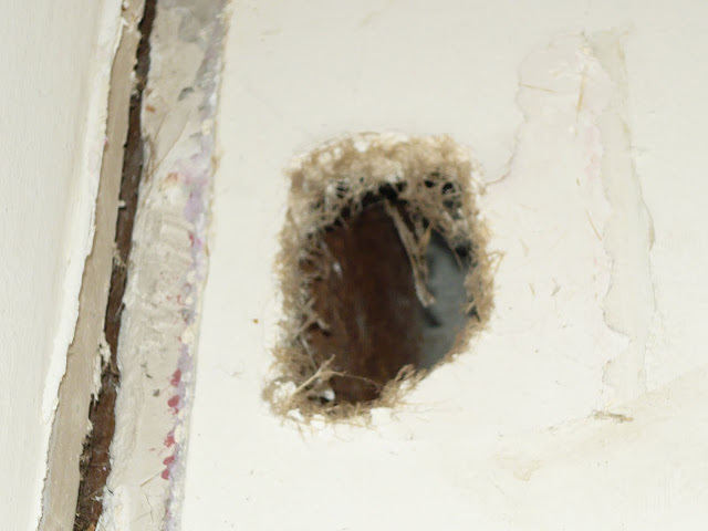 Asbestos Help!!! - Home