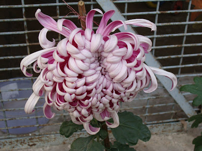 India Garden: A Bouquet of Chrysanthemums