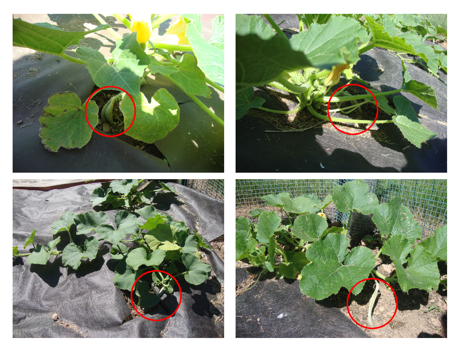 Chris Bantz Squash Stems Revisited