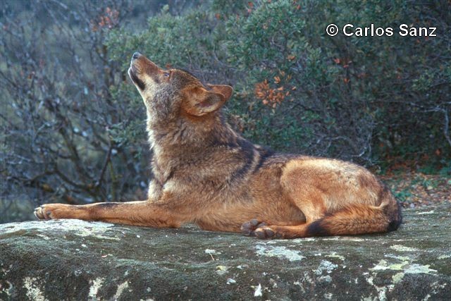 AMIGO LOBO: Blog lobero de Carlos Sanz: El Proyecto Wolf fue noticia en ...